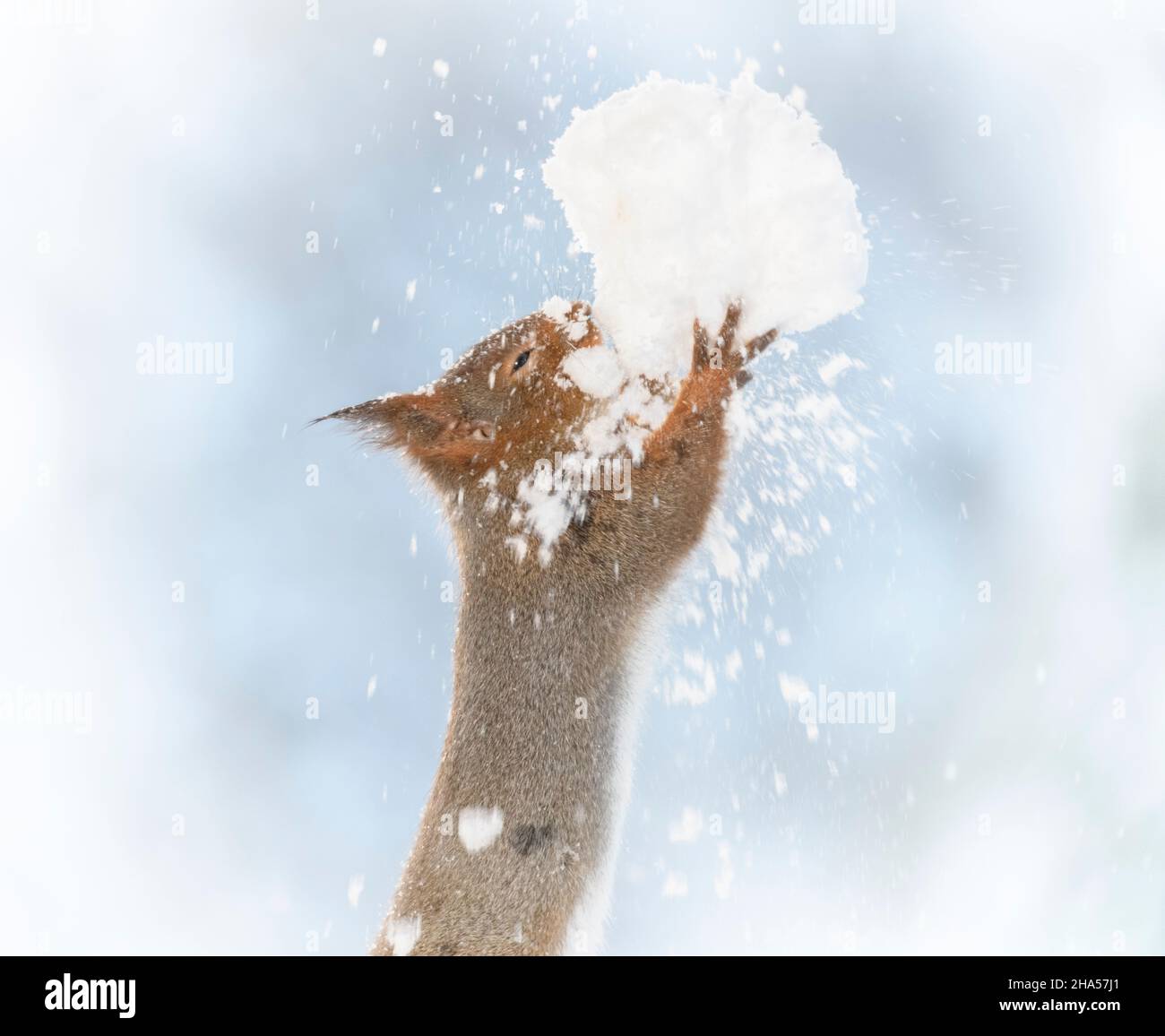 Make a snowball hi-res stock photography and images - Alamy