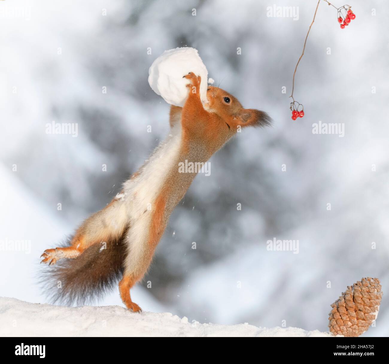 red squirrel in the air holding an snowball Stock Photo - Alamy