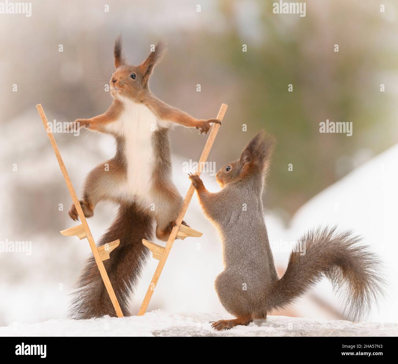 Balancing squirrel hi-res stock photography and images - Alamy