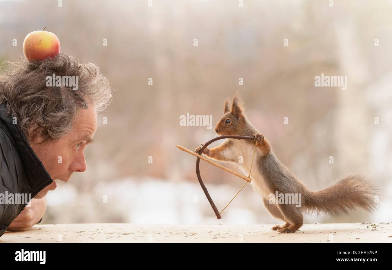 red squirrel holding a bow and arrow and man with a apple on head Stock ...