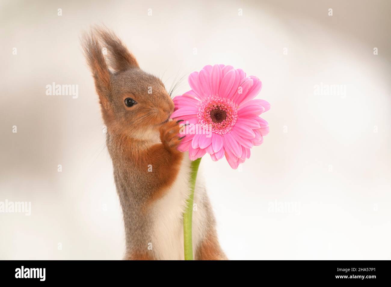 red squirrel is touching a daisy Stock Photo - Alamy