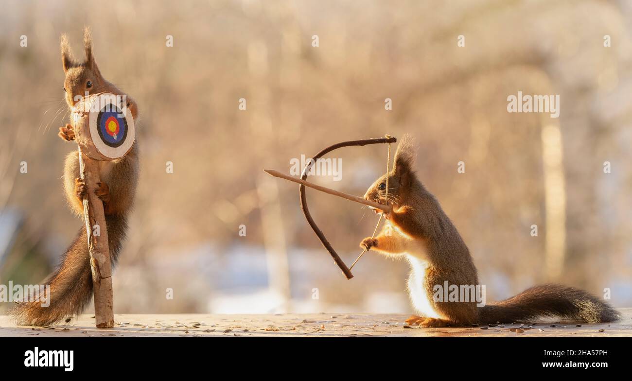 Red squirrel with an bow and arrow hi-res stock photography and images ...