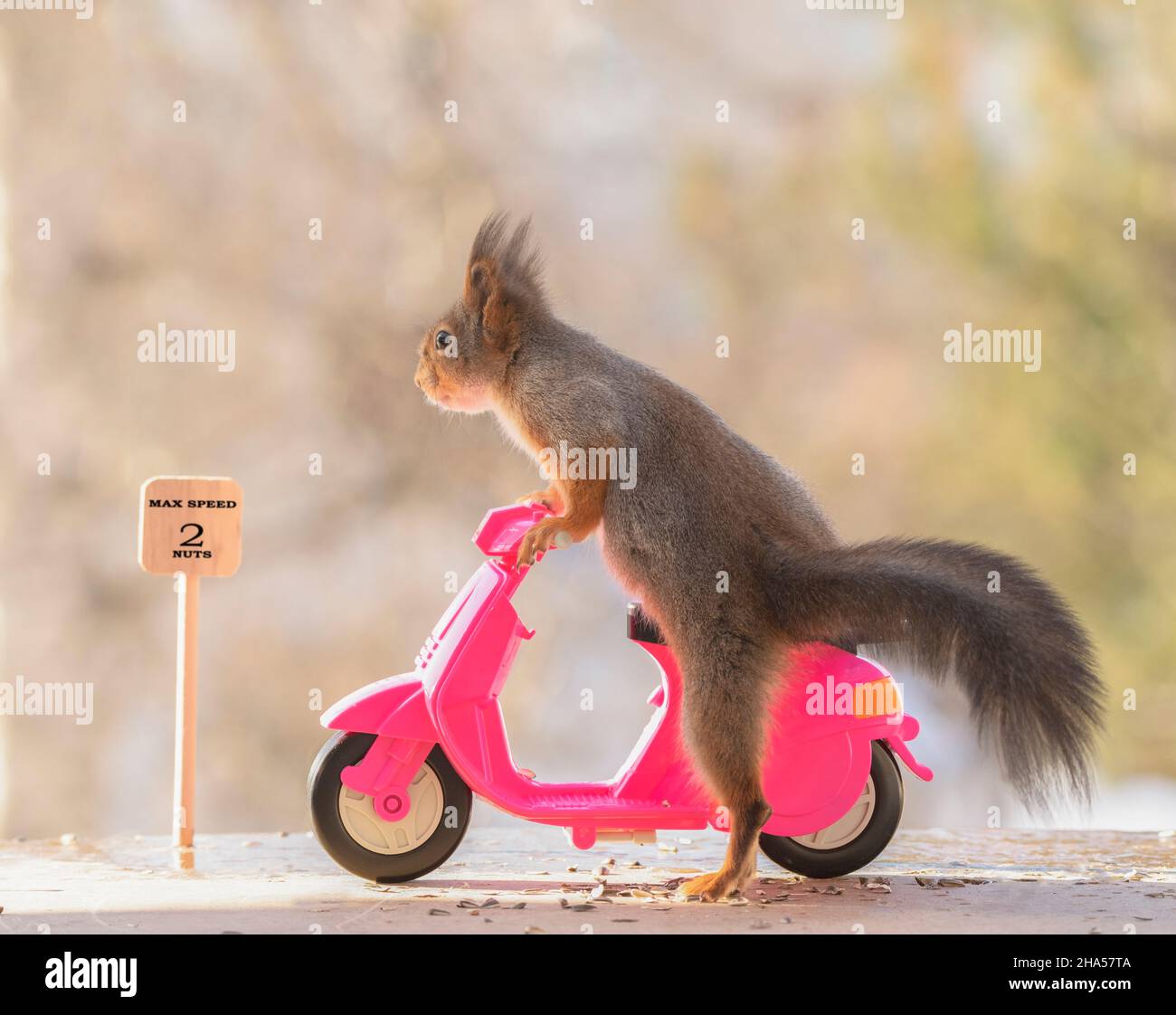 Squirrel road sign hi-res stock photography and images - Alamy