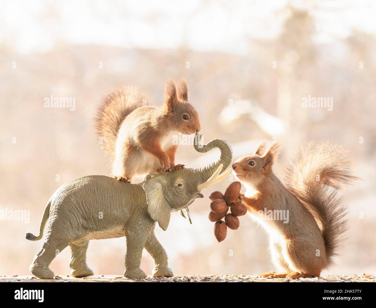 Two squirrel nuts hi-res stock photography and images - Alamy