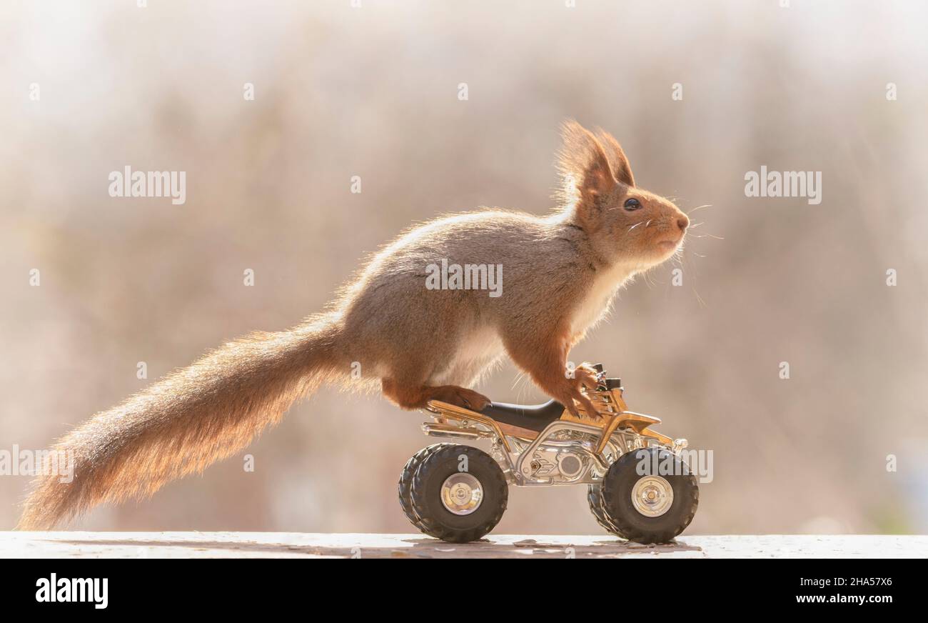 red squirrel is riding on a quad Stock Photo - Alamy