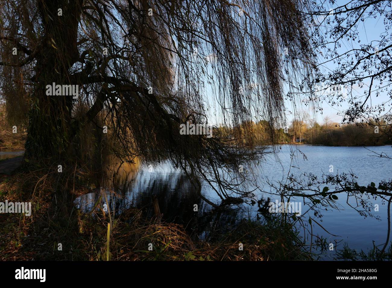 An attractive lake, with the rivers Colne and Frays running alongside ...