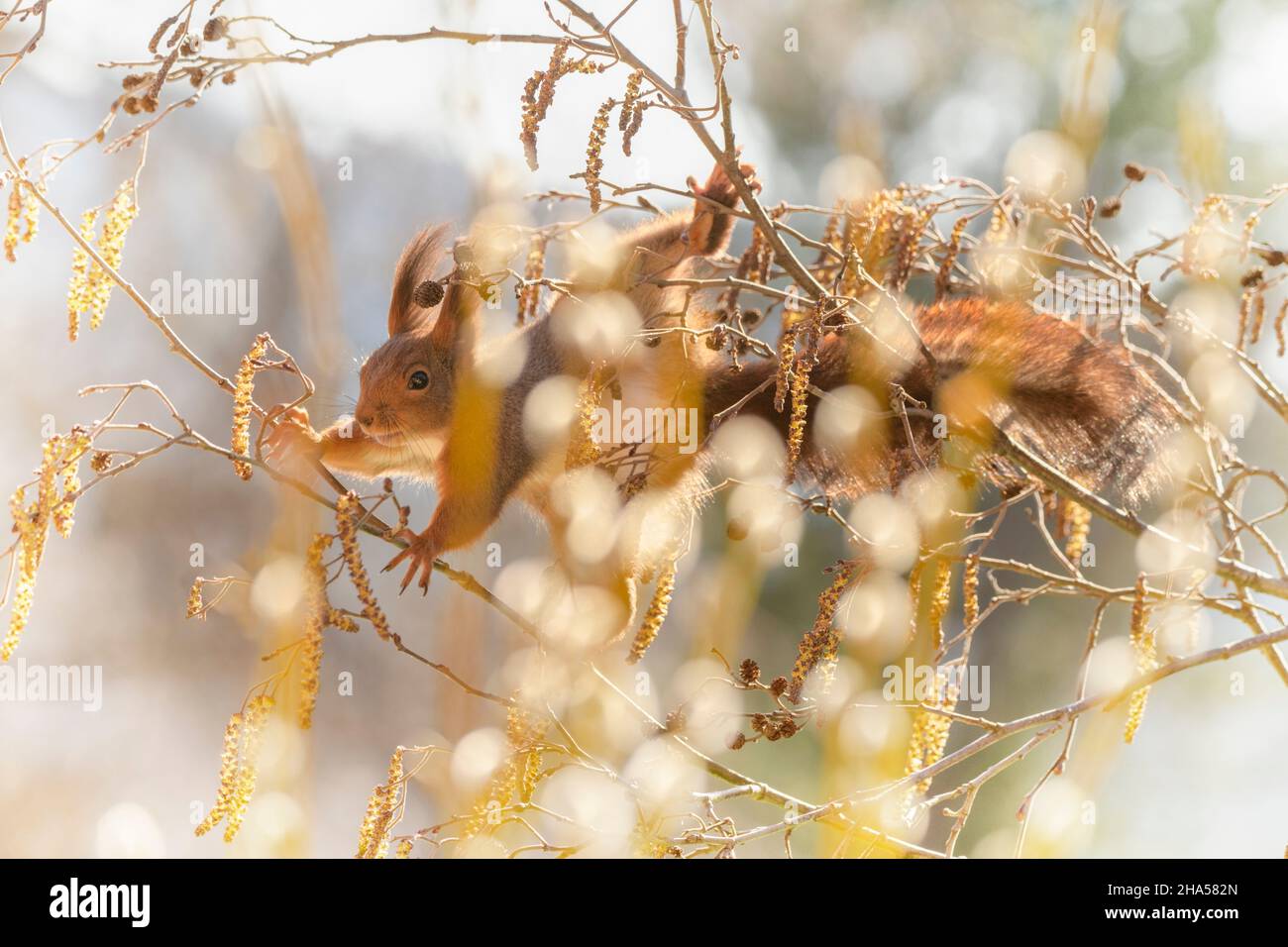 red squirrel is balancing between branches Stock Photo - Alamy