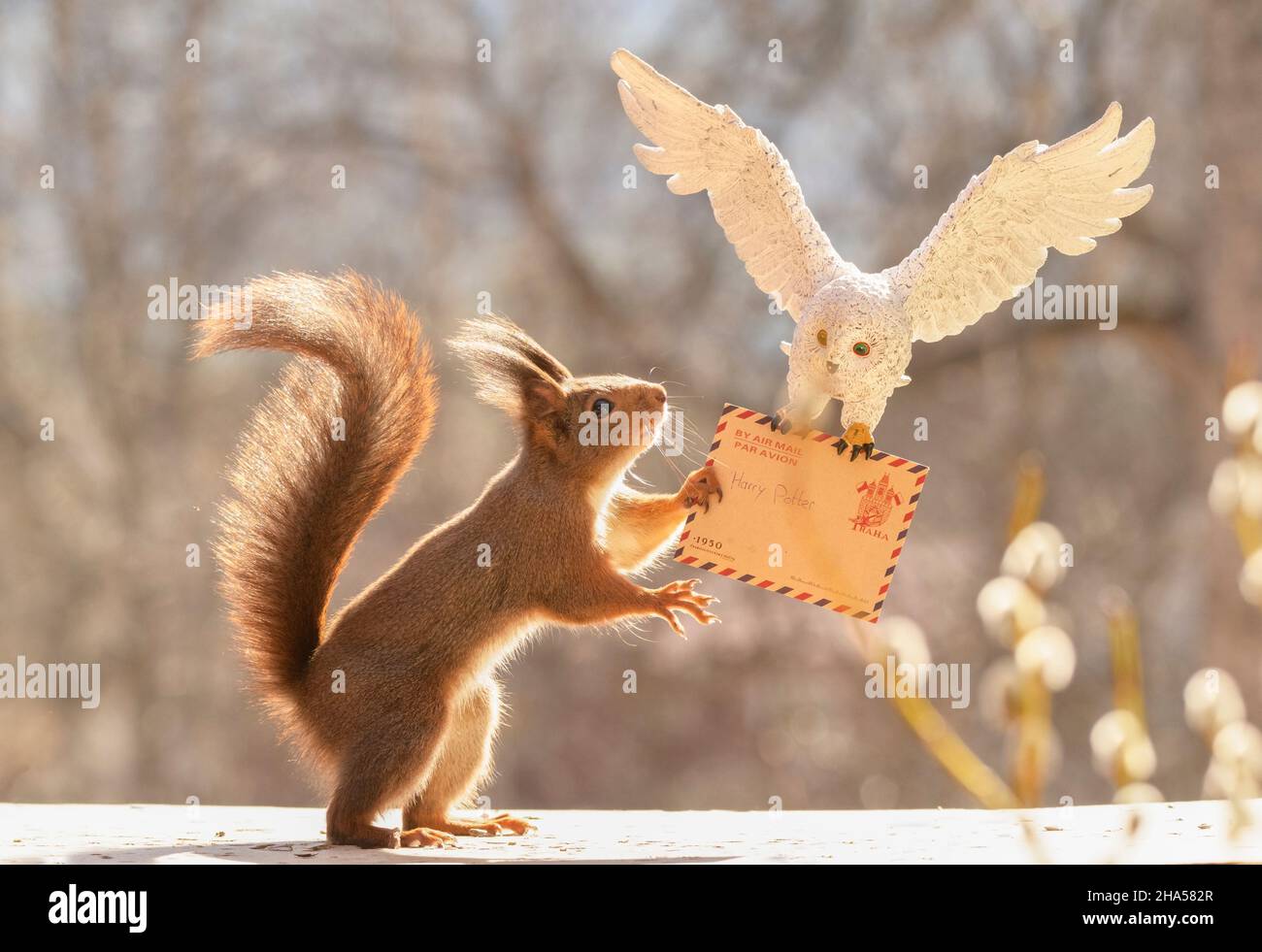 red squirrel is holding a letter from a owl Stock Photo - Alamy