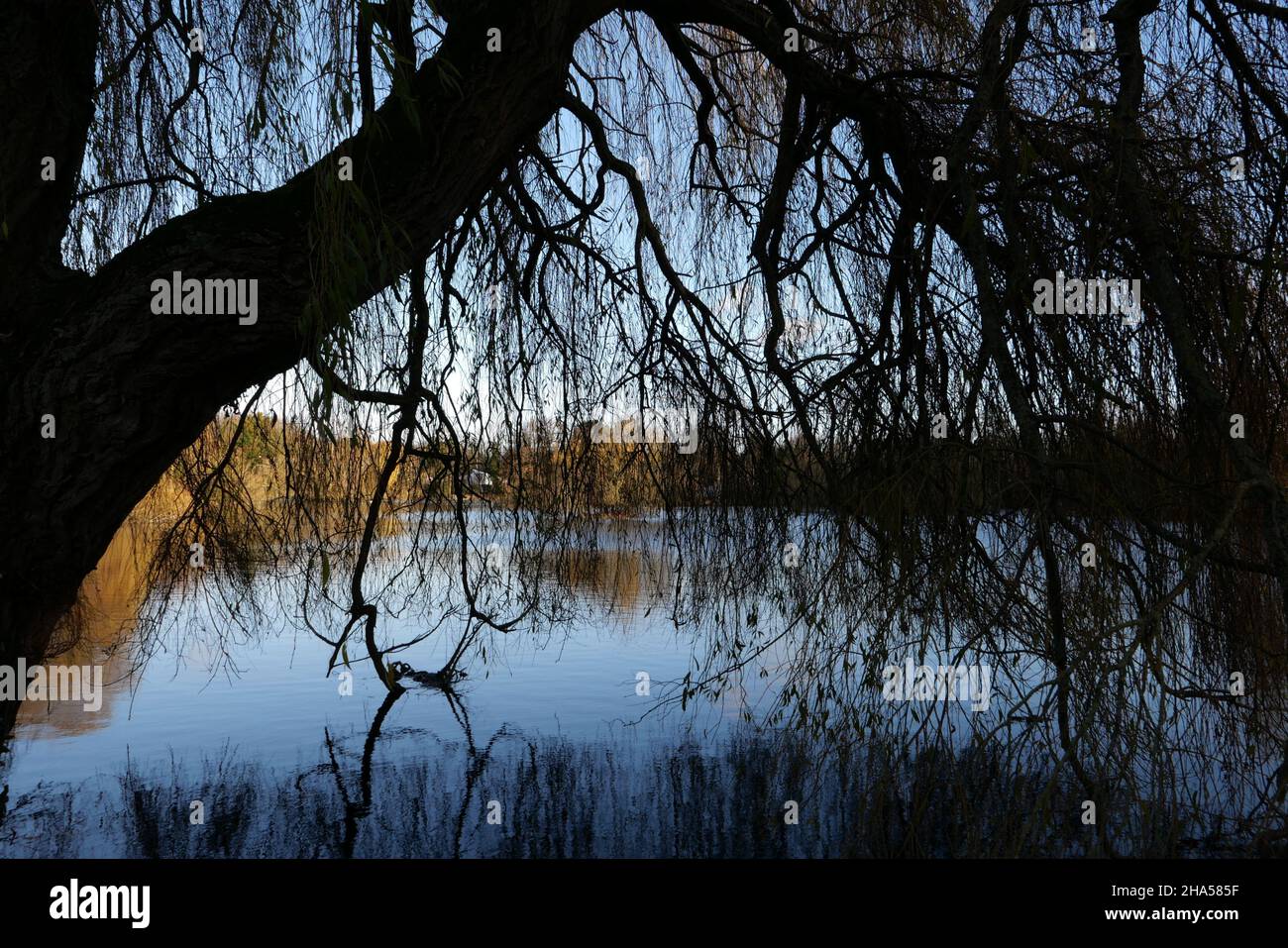 An attractive lake, with the rivers Colne and Frays running alongside ...
