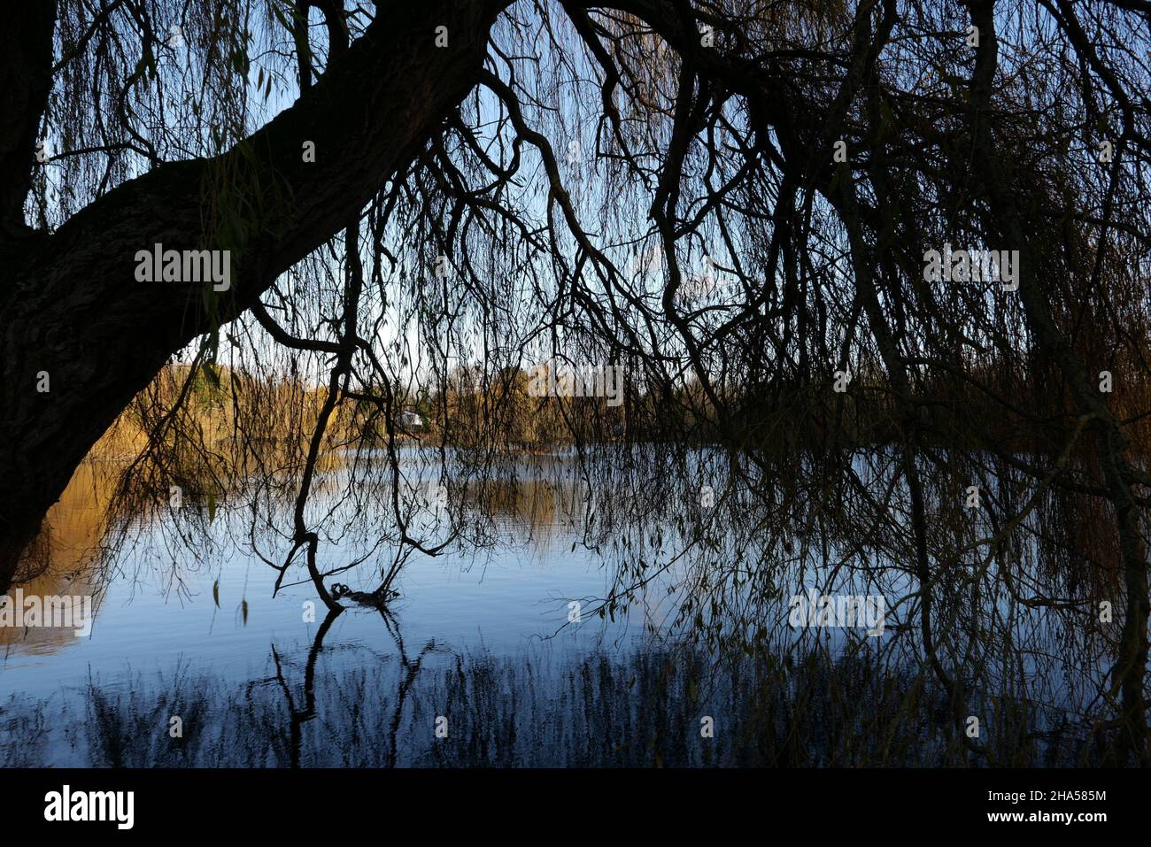 An attractive lake, with the rivers Colne and Frays running alongside ...