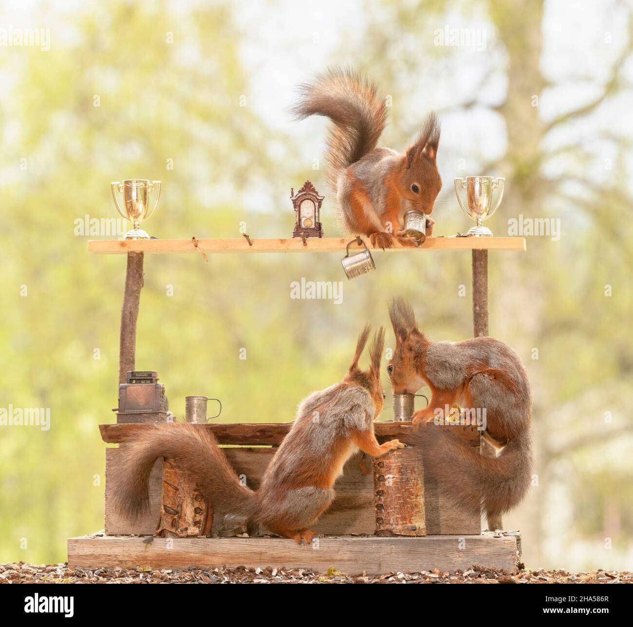 red squirrels are sitting in an bar with cups Stock Photo - Alamy
