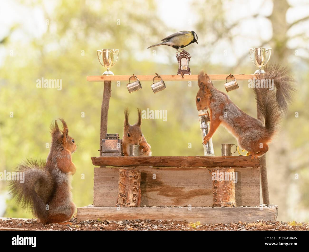 red squirrels are standing in an bar with cups and bird Stock Photo - Alamy