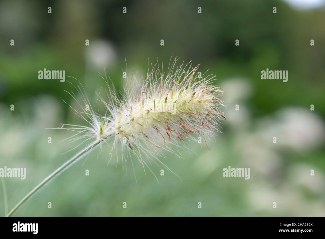 Feathertop fountain grass hi-res stock photography and images - Alamy
