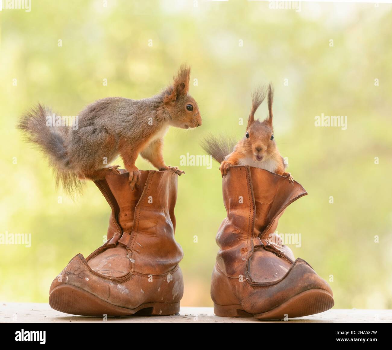 red squirrel are standing on and inside shoes Stock Photo - Alamy