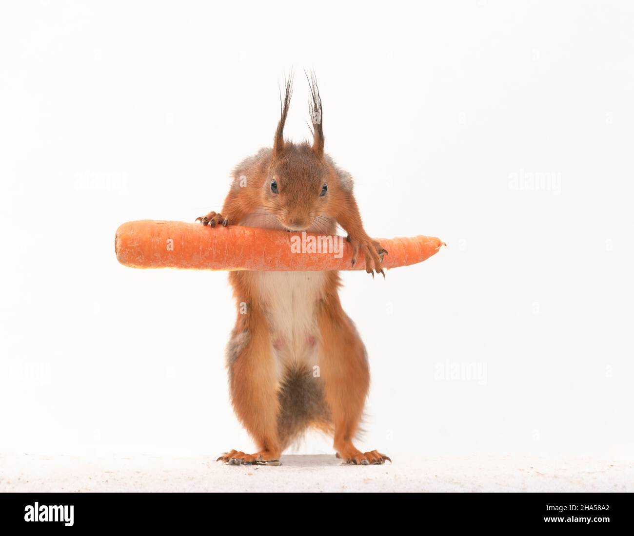Carrot squirrel hi-res stock photography and images - Alamy