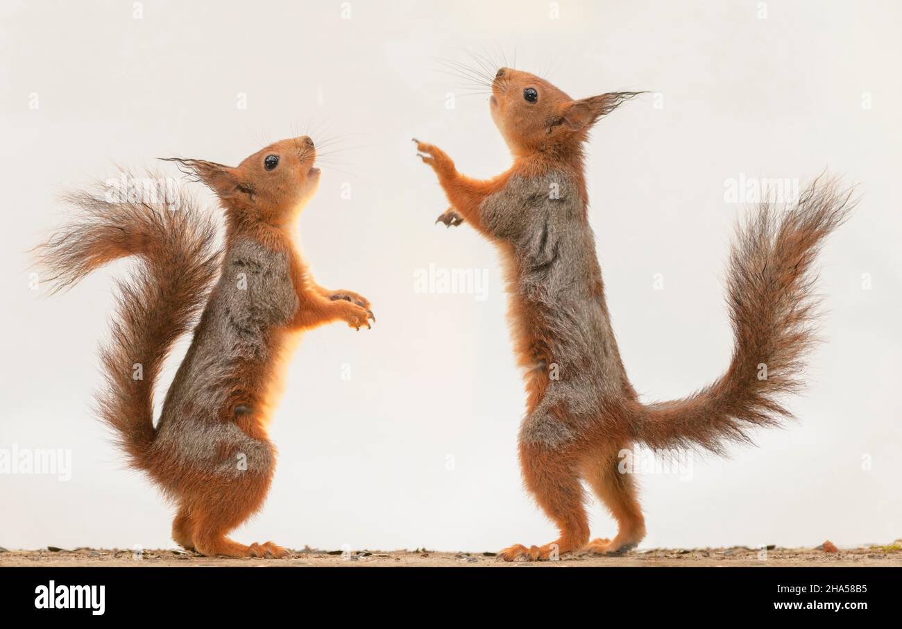 red squirrels are looking up with a white background Stock Photo - Alamy