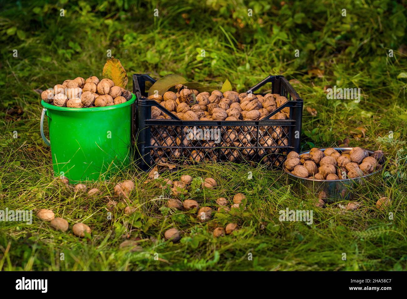 Freshly picked walnuts in boxes. Autumn harvest in the garden. Regal ...