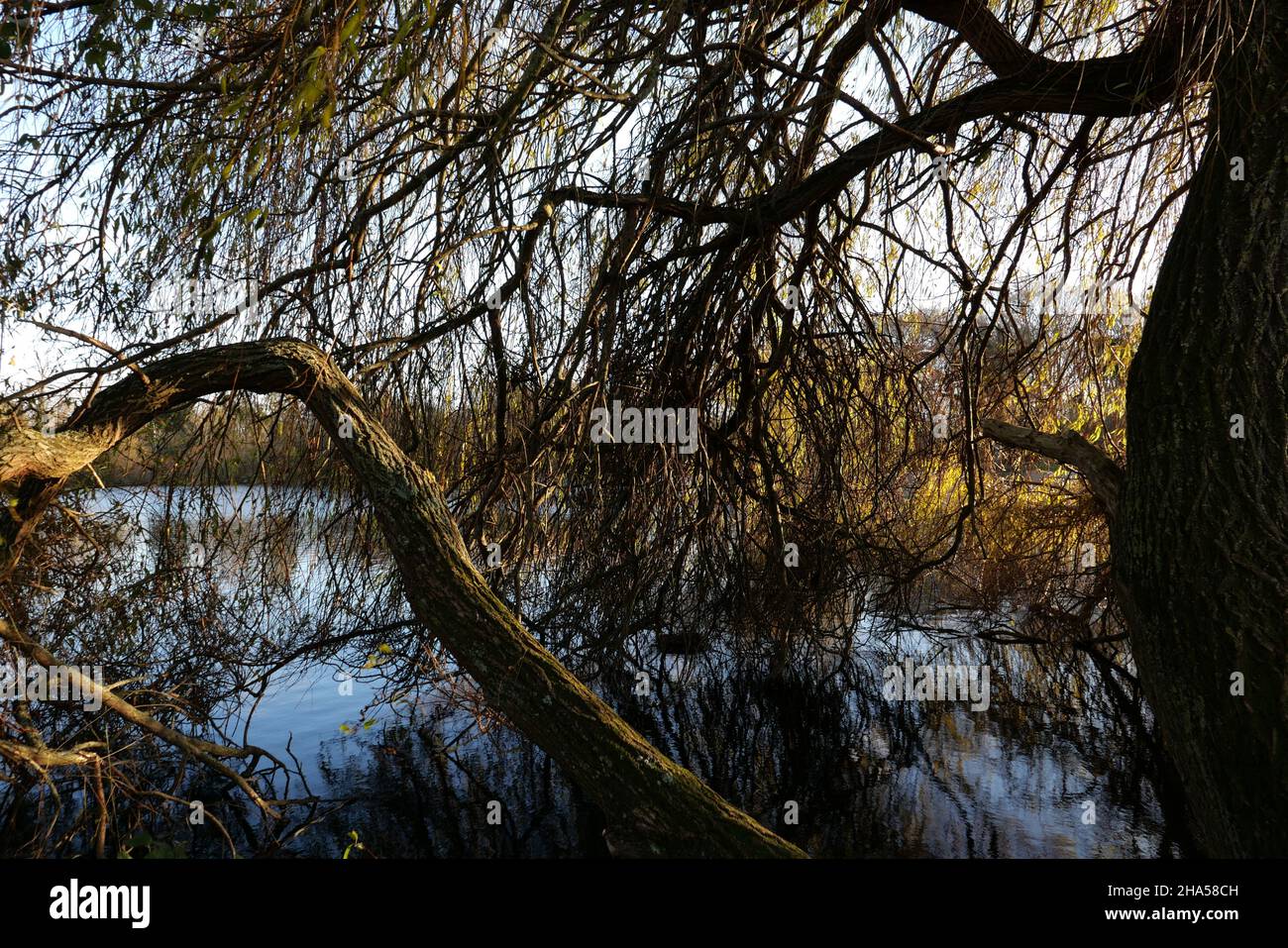 An attractive lake, with the rivers Colne and Frays running alongside ...