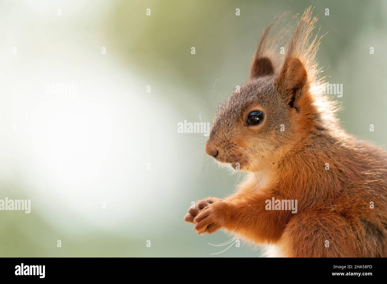 Profile of a hi-res stock photography and images - Alamy