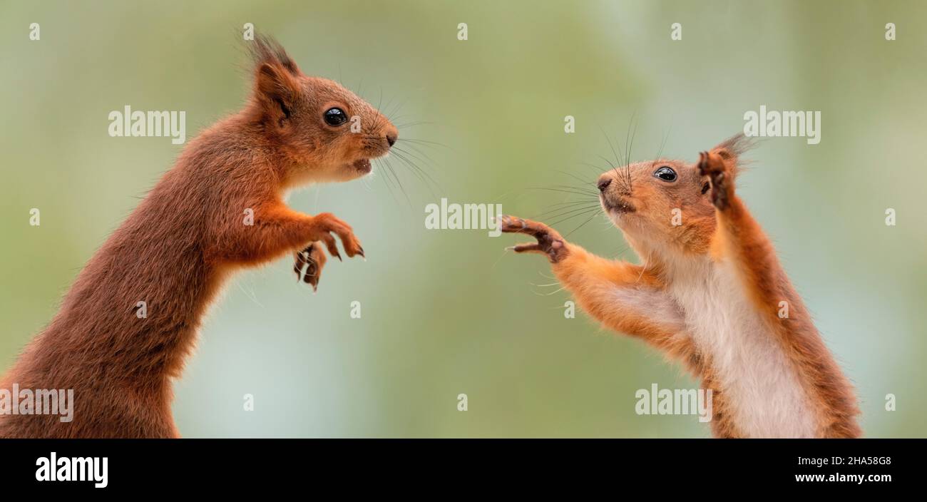 young red squirrels are reaching for each other Stock Photo - Alamy