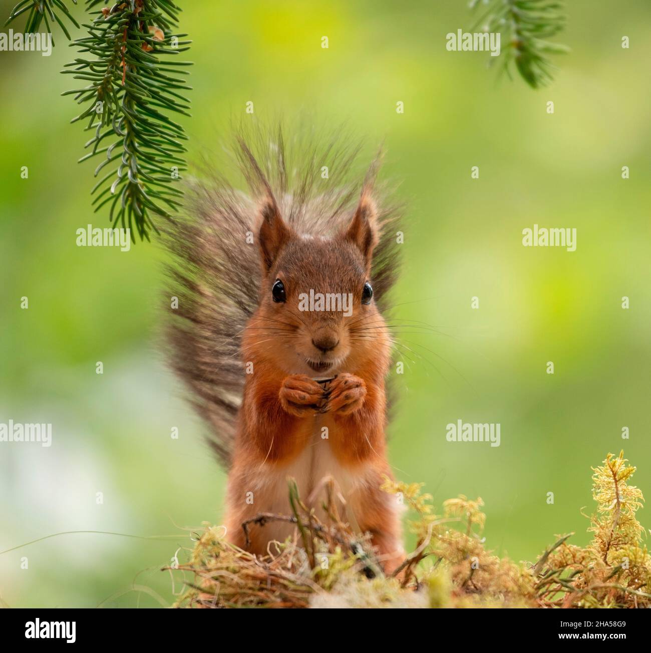 red squirrels is looking at the viewer Stock Photo - Alamy