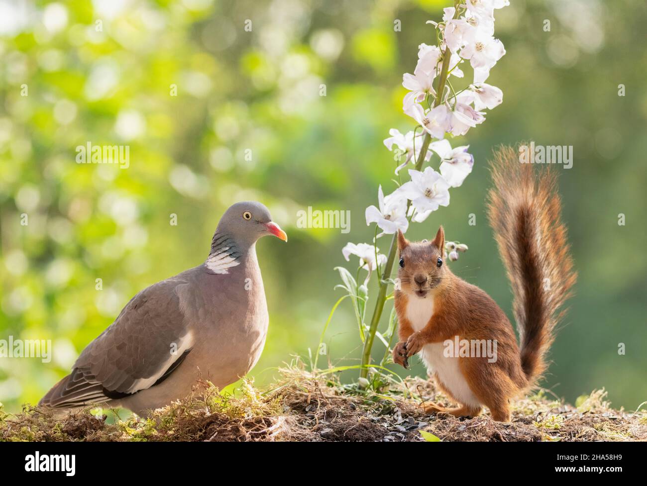 Squirrel pigeon hi-res stock photography and images - Alamy