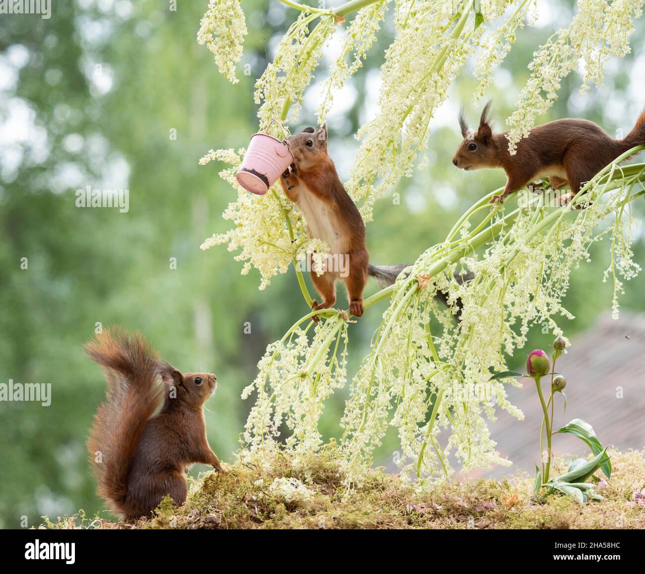 Red squirrels on flowers and branches hi-res stock photography and ...