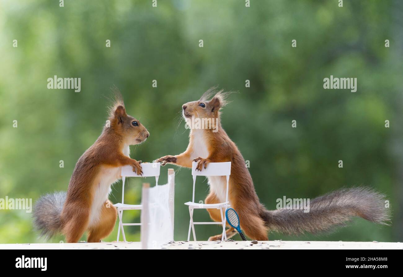 red squirrels with chairs on a tennis court Stock Photo - Alamy