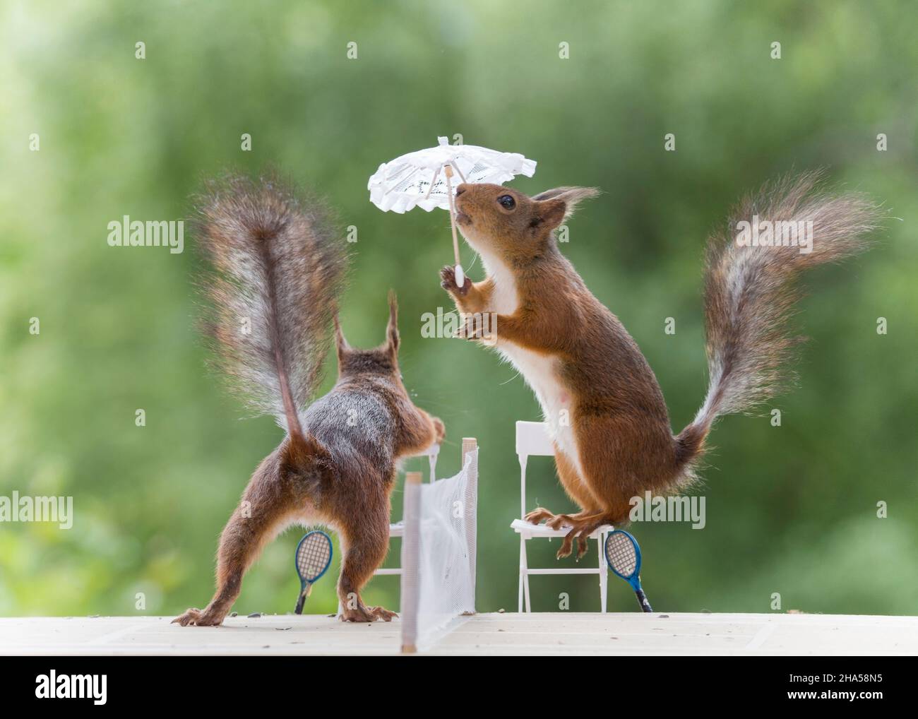 red squirrels on chairs with an umbrella Stock Photo - Alamy