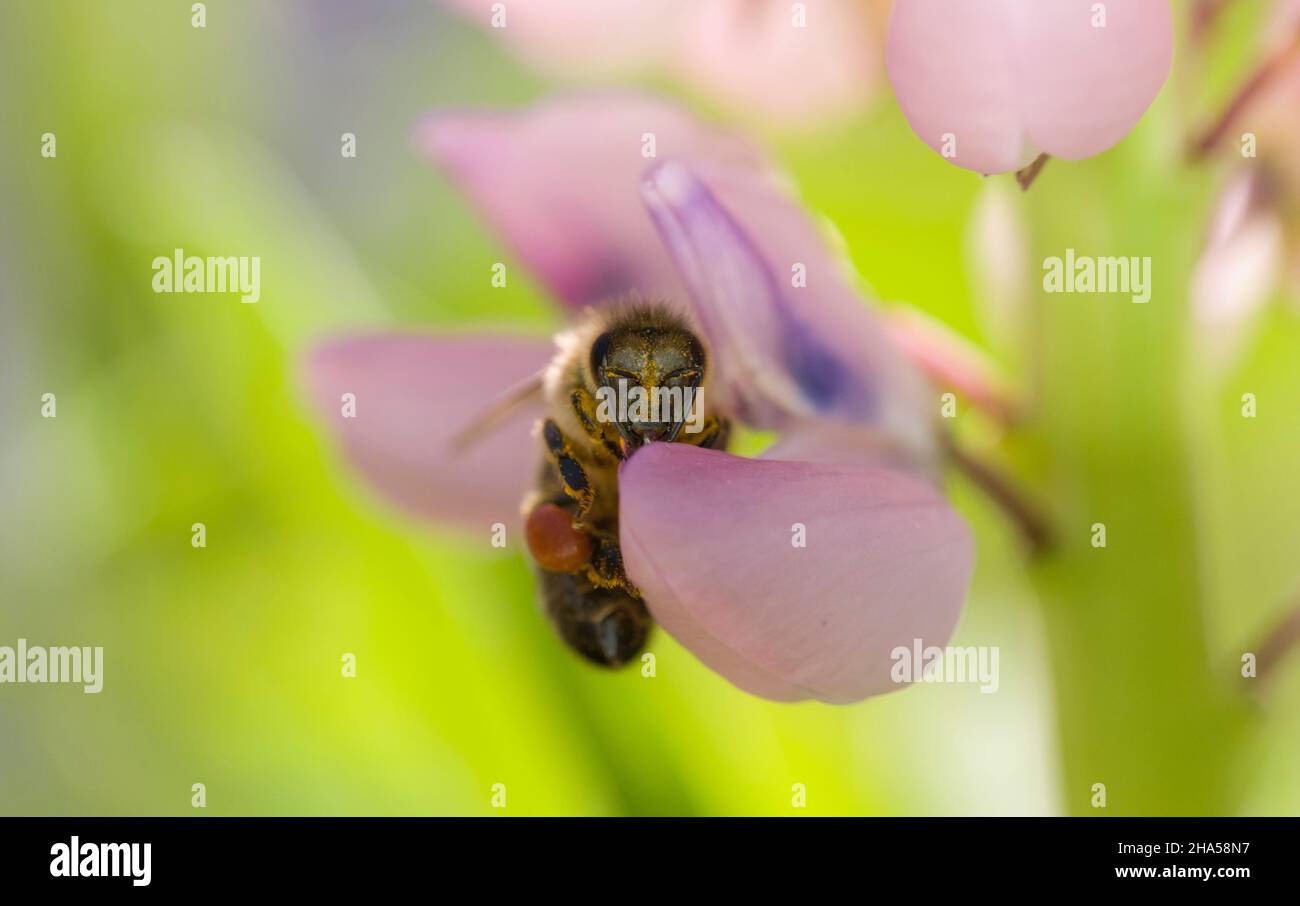 Nordic Bee High Resolution Stock Photography and Images - Alamy