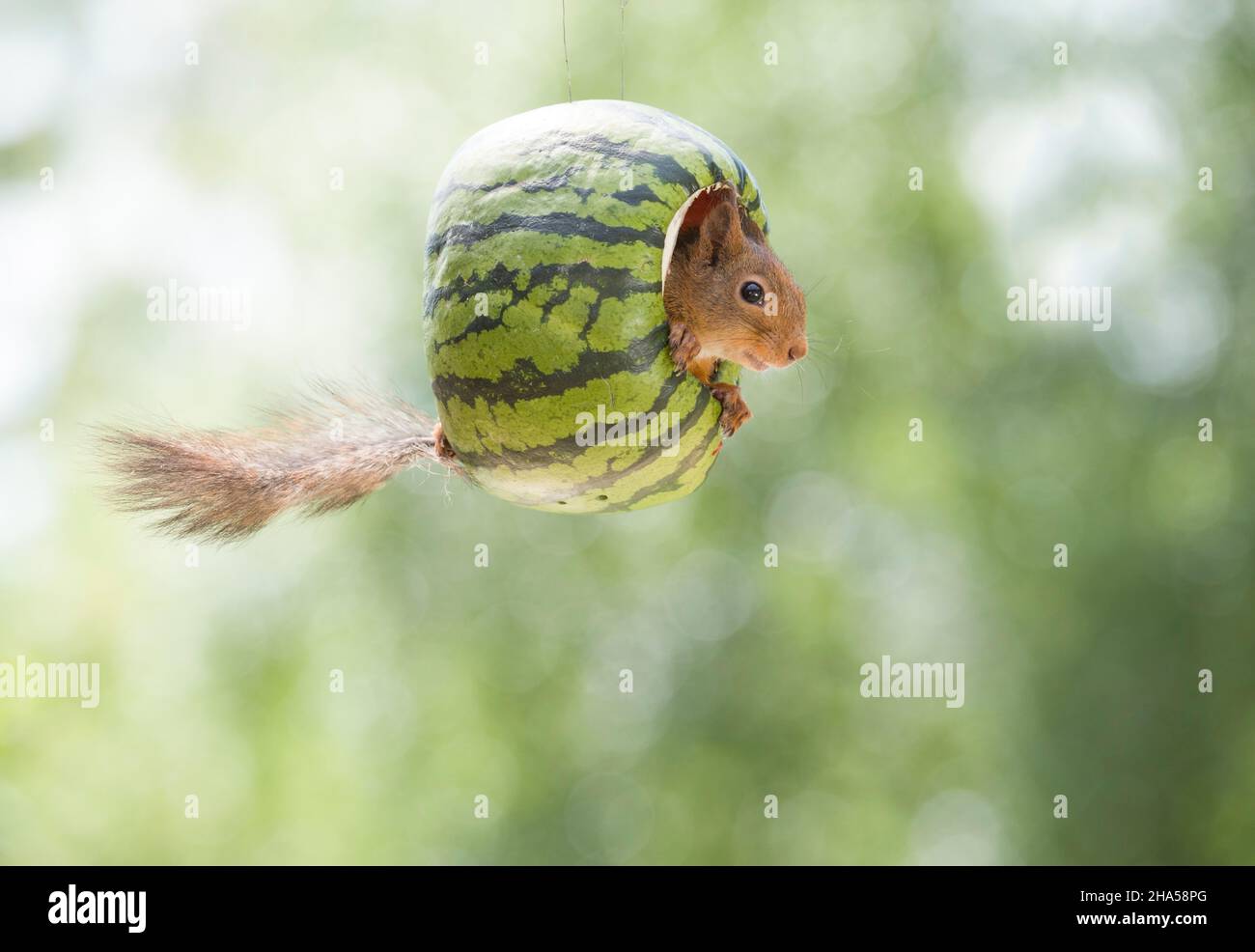 Red squirrel hanging in an watermelon hi-res stock photography and ...