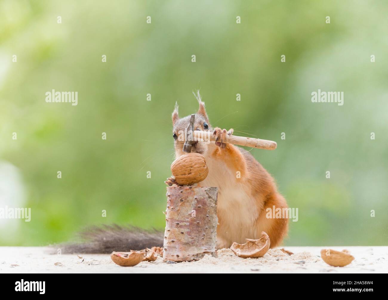Hand squirrel hi-res stock photography and images - Alamy