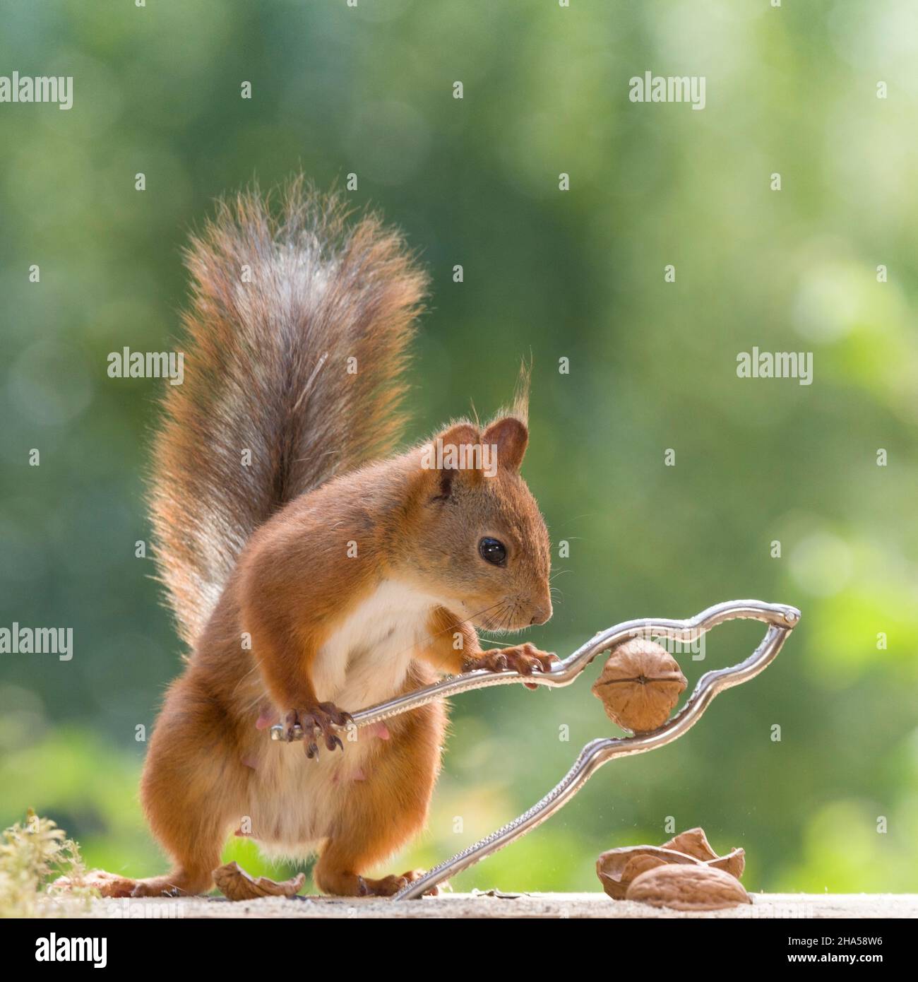 Cracking nut hi-res stock photography and images - Alamy
