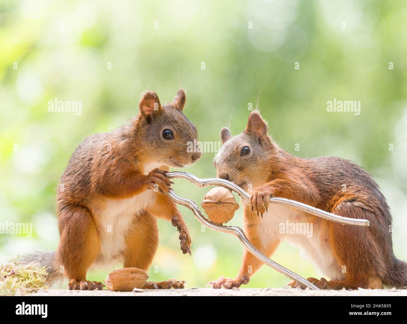 Red squirrels are cracking a walnut hi-res stock photography and images ...
