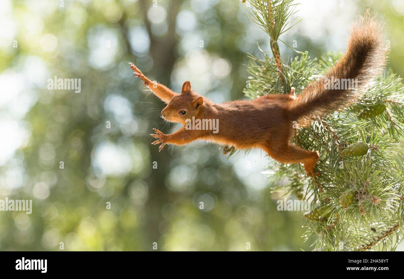Jumping from tree to tree hi-res stock photography and images - Alamy