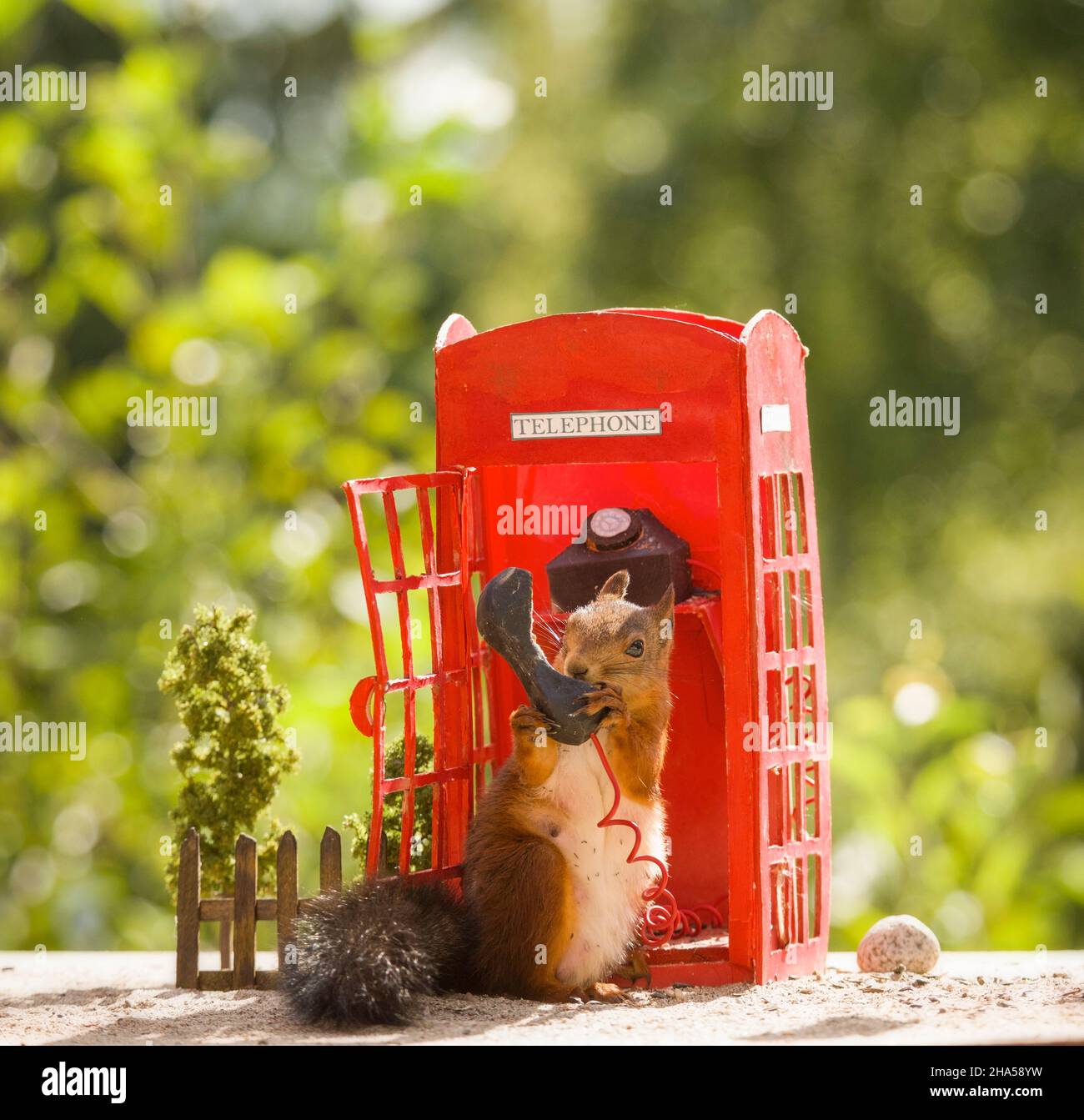red squirrel is standing with a telephone booth Stock Photo - Alamy