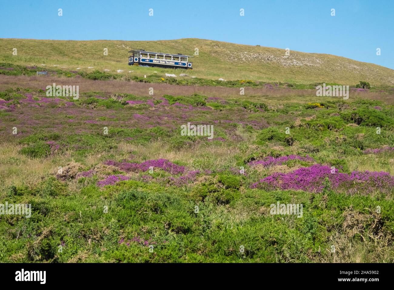 Great Orme Tramway,tram,in,countryside,rural,setting,of,Great Orme ...