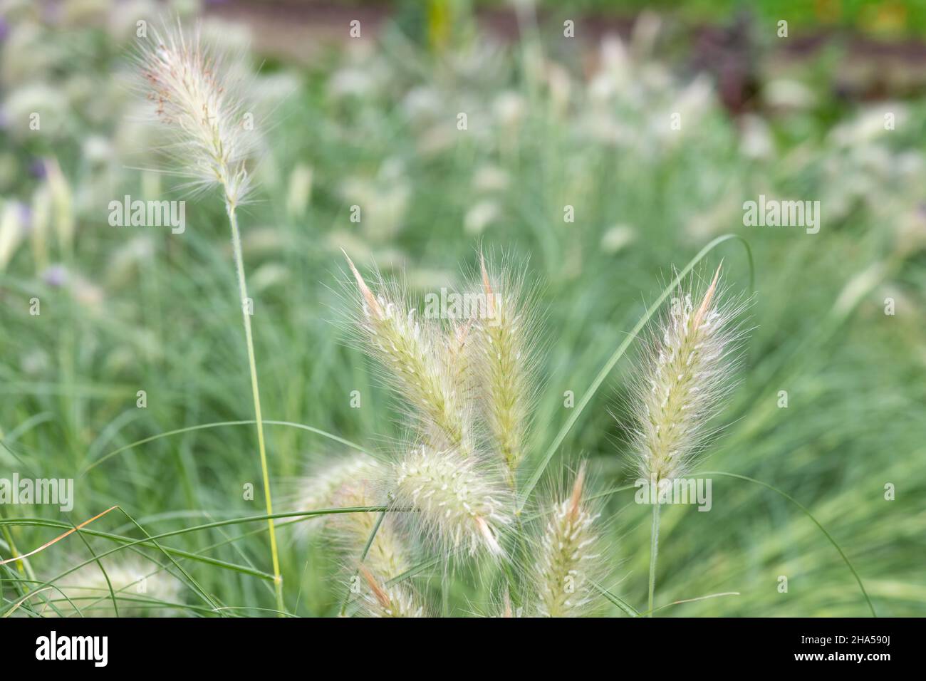 Feathertop fountain grass hi-res stock photography and images - Alamy