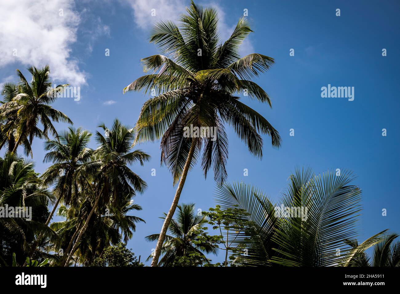 Palmen in der dominikanischen republik hi-res stock photography and ...