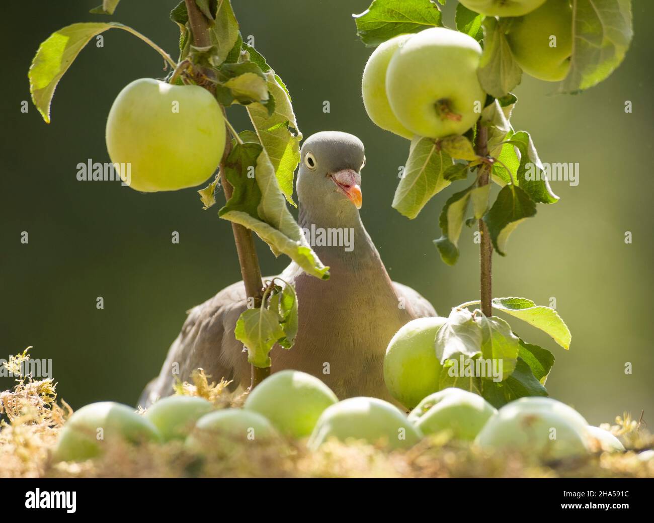 Red apple between hi-res stock photography and images - Alamy