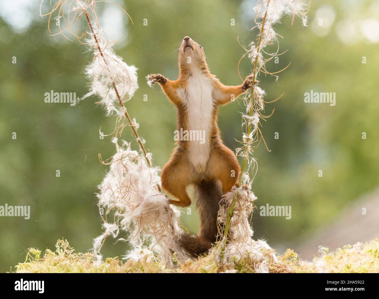 red squirrel is standing between loosestrife branches Stock Photo - Alamy