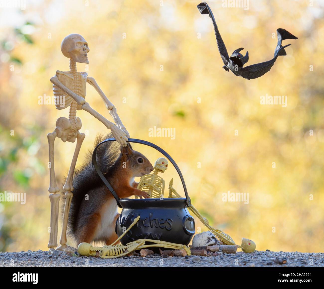 red squirrel and an skeleton with a kettle Stock Photo - Alamy