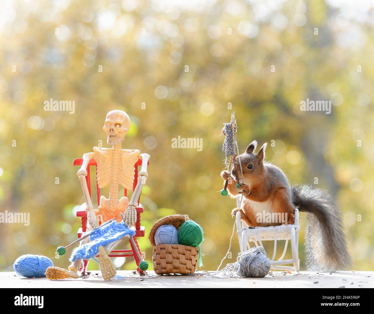 red squirrel and an skeleton on chairs knitting Stock Photo - Alamy