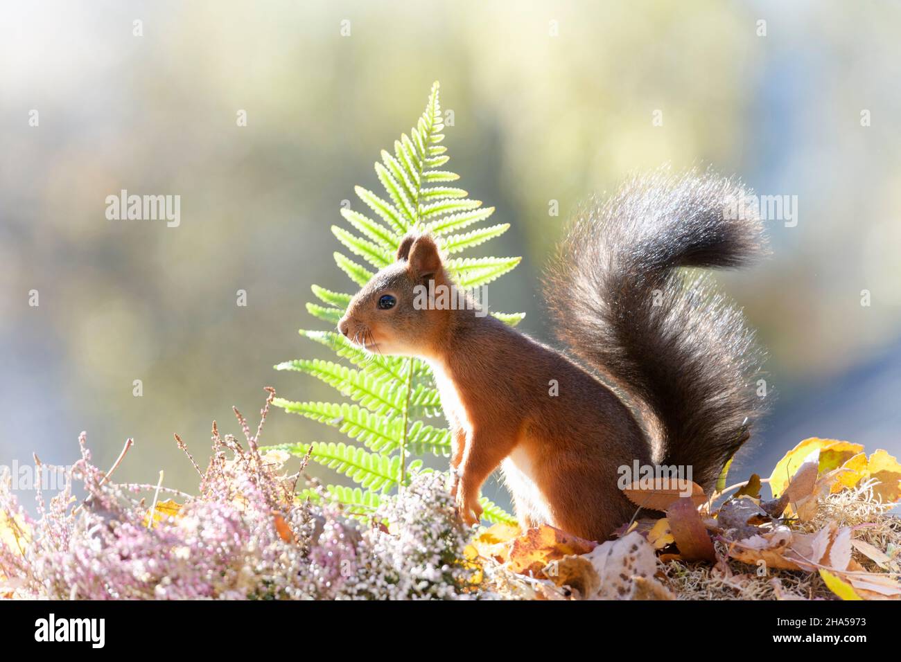 Fern stand hi-res stock photography and images - Alamy