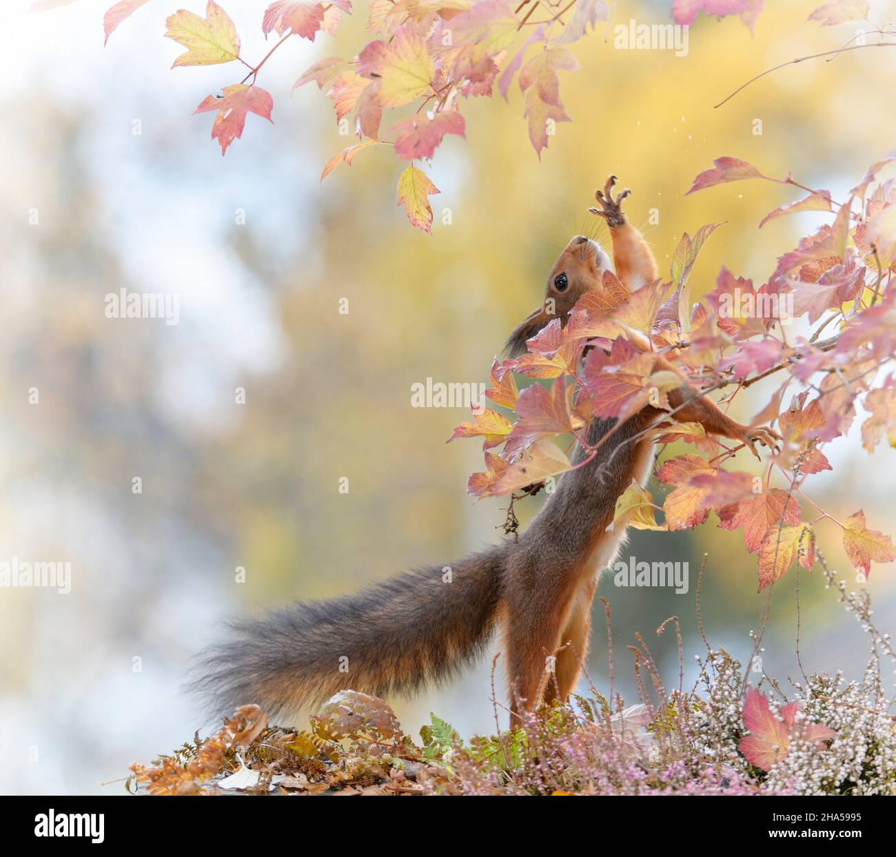 red squirrel reaching between branches with leaves Stock Photo - Alamy