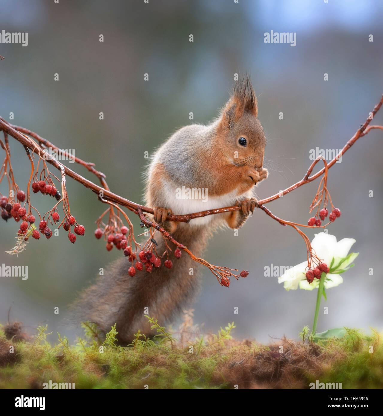 Balancing squirrel hi-res stock photography and images - Alamy