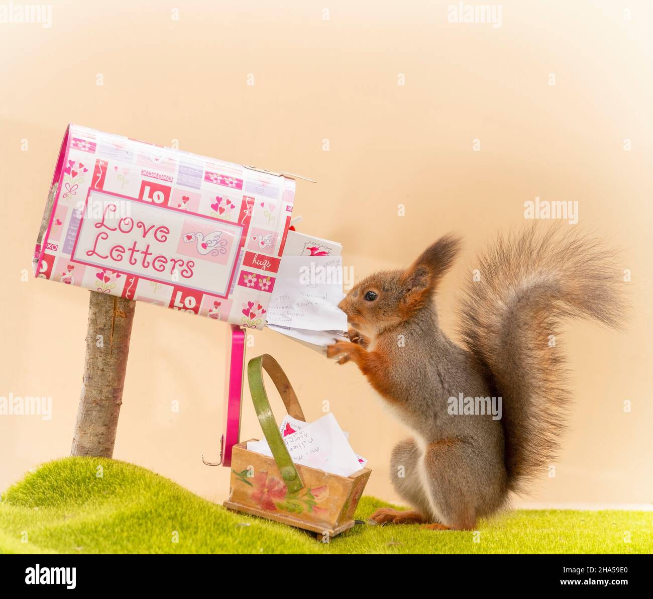 red squirrel is standing with a mailbox Stock Photo - Alamy