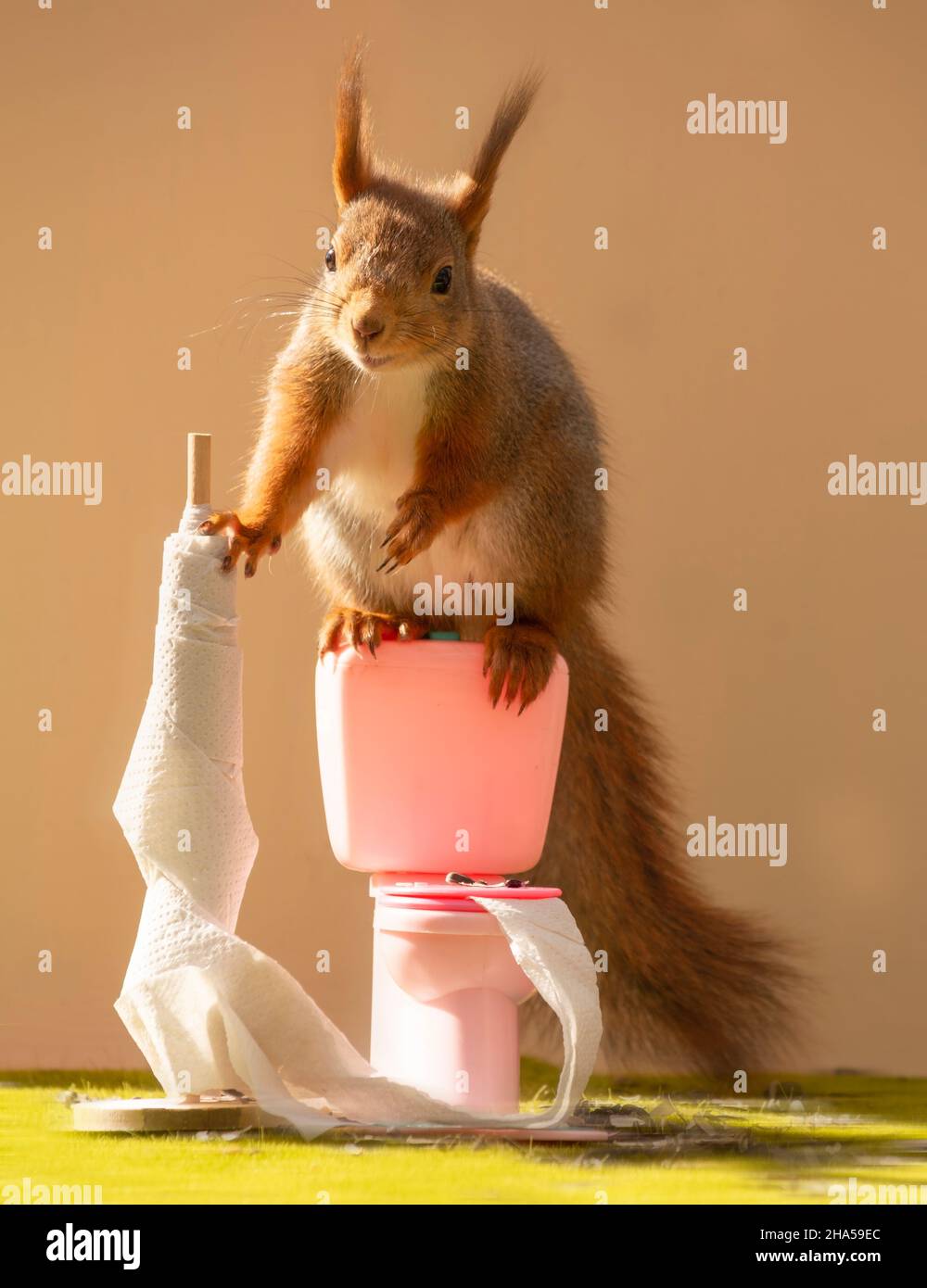 Sitting on a toilet hi-res stock photography and images - Alamy