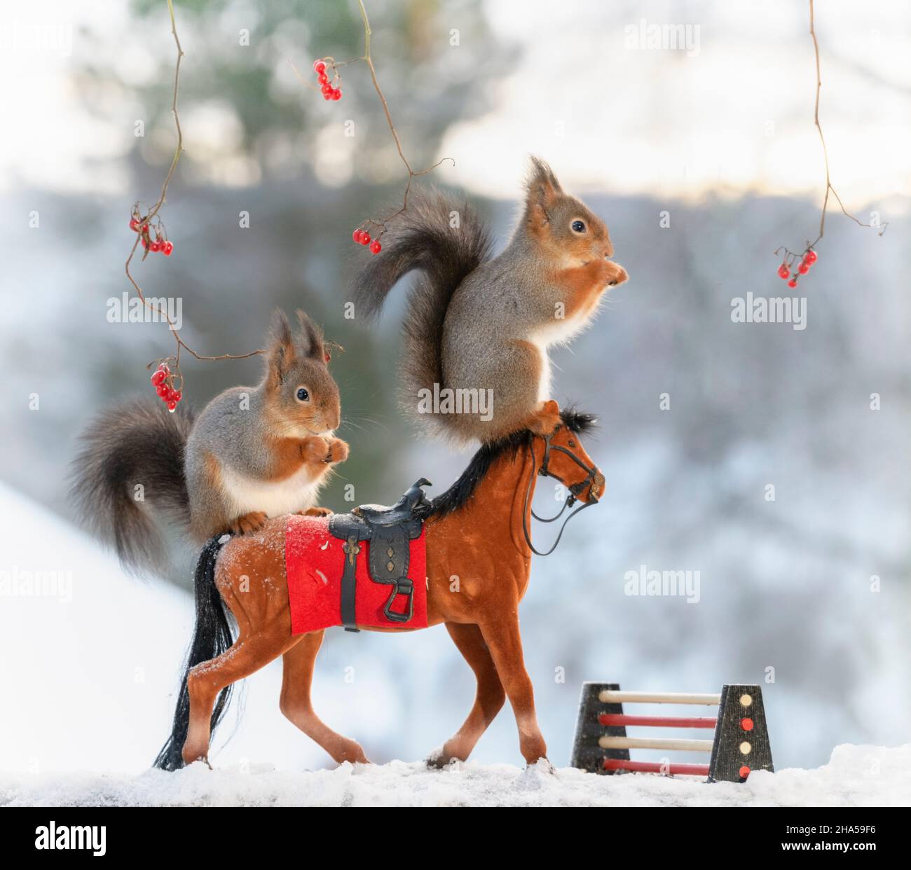 Riding horse in nature hi-res stock photography and images - Alamy