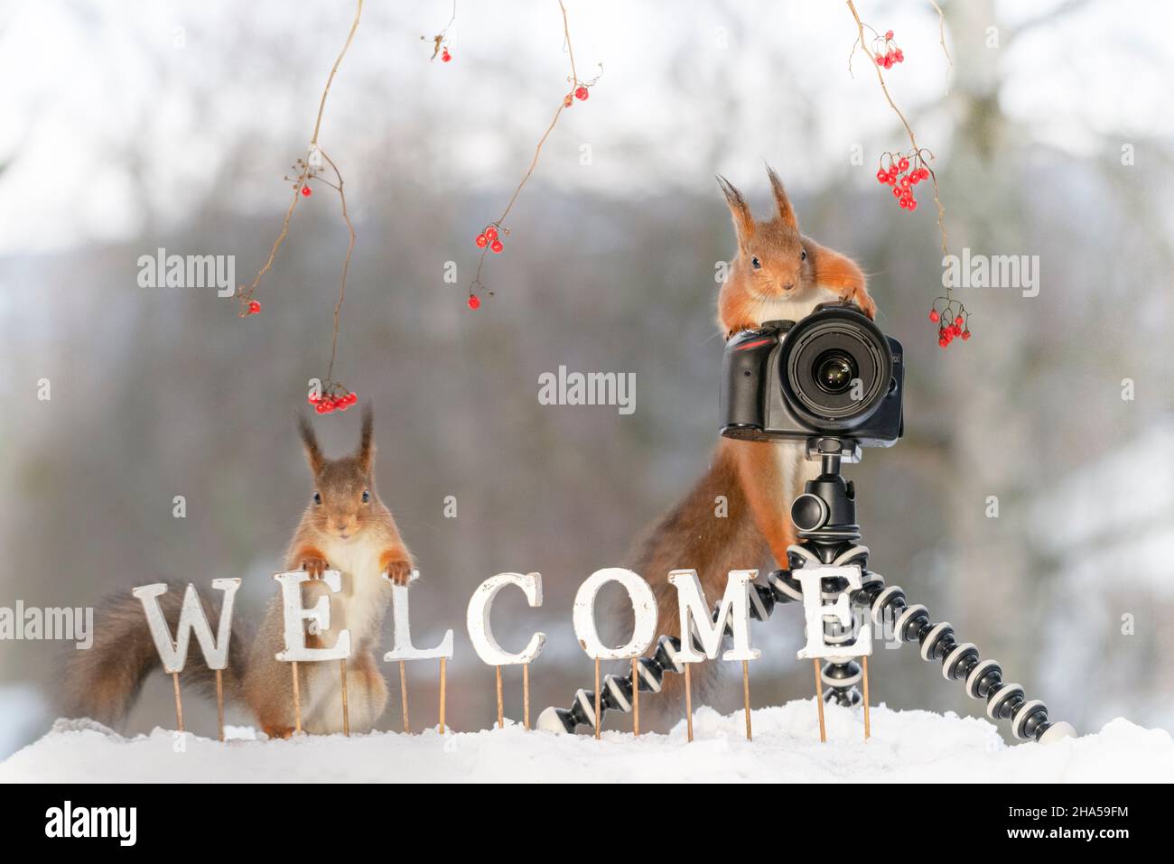 red squirrels standing with welcome word and camera Stock Photo - Alamy